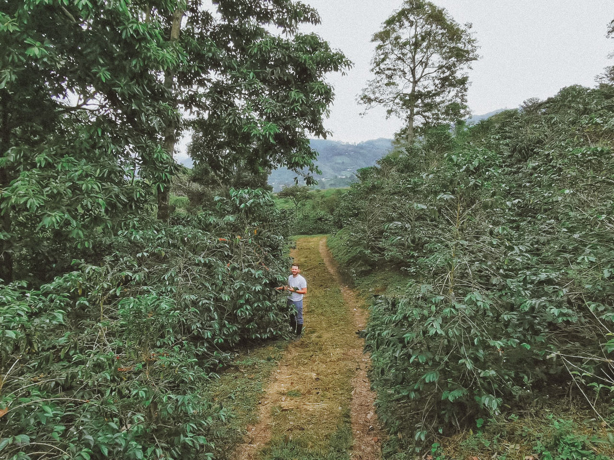 À la rencontre de Sebastián Ramírez : Finca El Placer